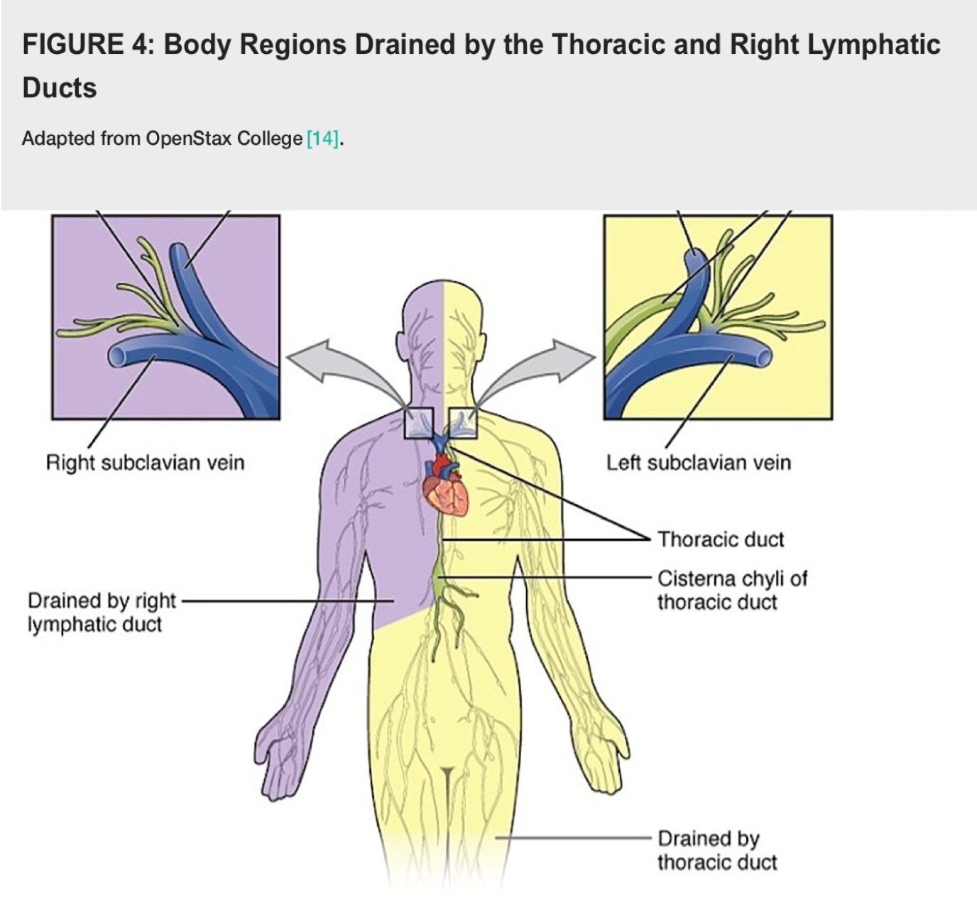 Boost your Immune System with Osteopathic Treatment - Back In Motion